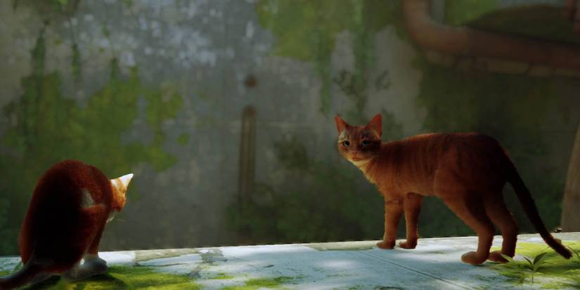 10 Things You Never Knew About The Making Of Stray