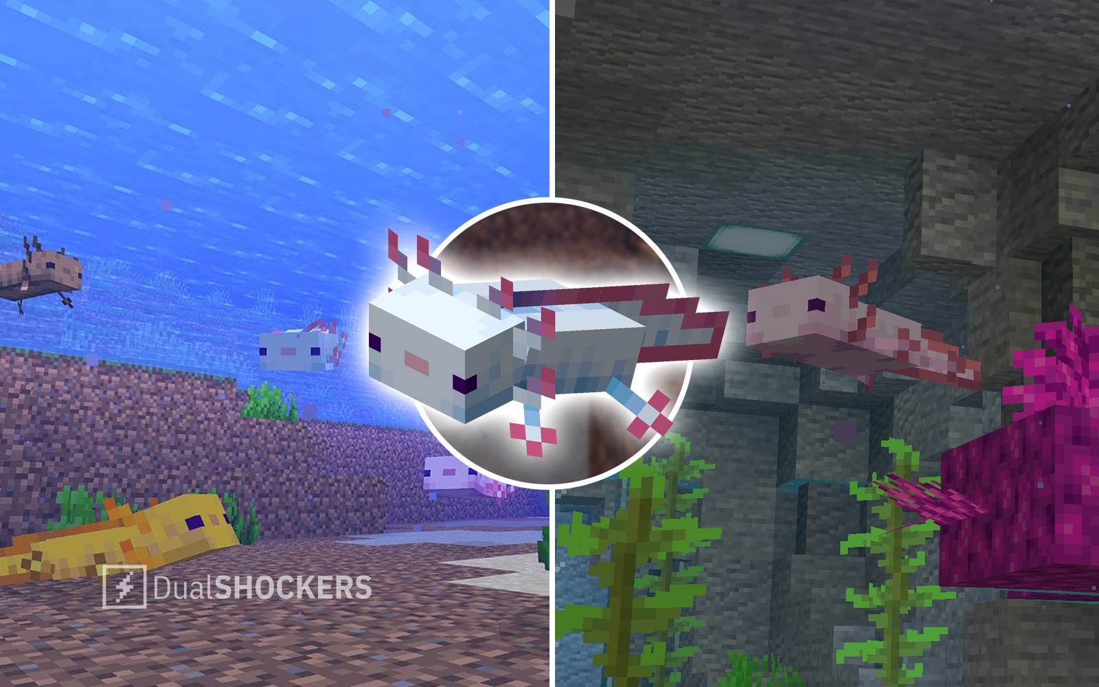 Minecraft Everything You Need To Know About Axolotls