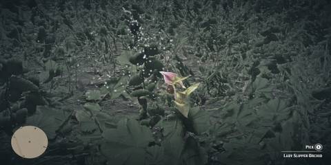 Red Dead Redemption 2: All Exotics Locations