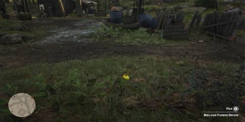 Red Dead Redemption 2: All Exotics Locations