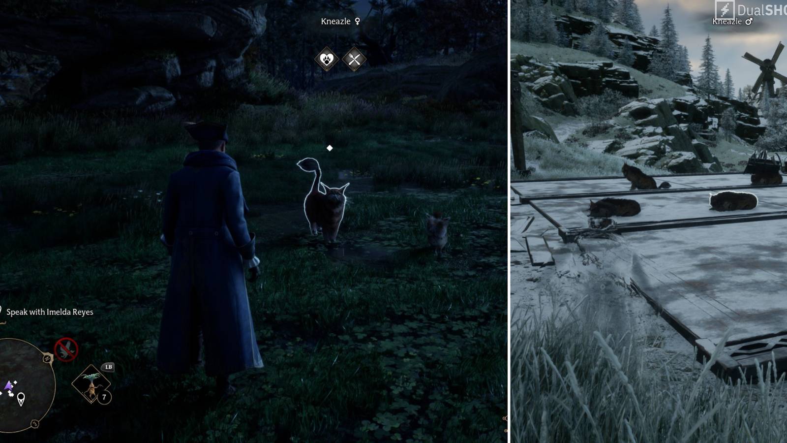 Hogwarts Legacy: How To Catch A Kneazle