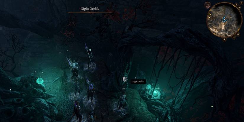 Baldur’s Gate 3: How To Find Night Orchids