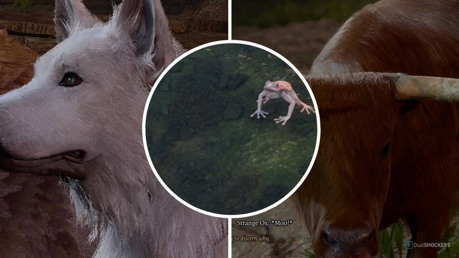 Baldur's Gate 3: Every Animal You Should Talk To In The Game